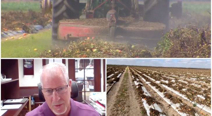 ‘Can’t even afford to pick them’: Florida farmers are now plowing over ...